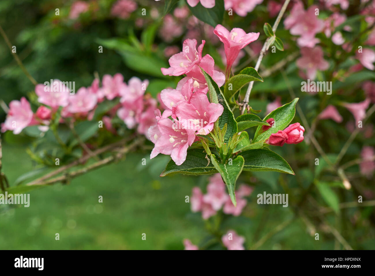 Pink weigela hi-res stock photography and images - Alamy