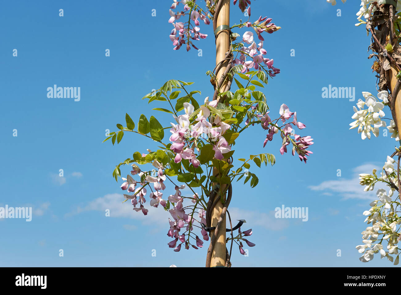 Glicine sinensis glicine sinensis hi-res stock photography and images ...