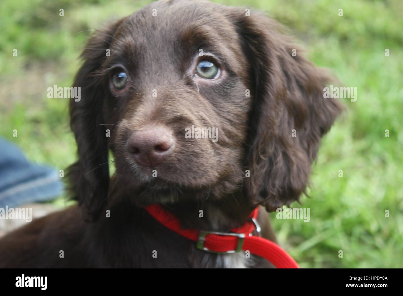 very cute brown working type cocker spaniel pet gundog puppy Stock ...
