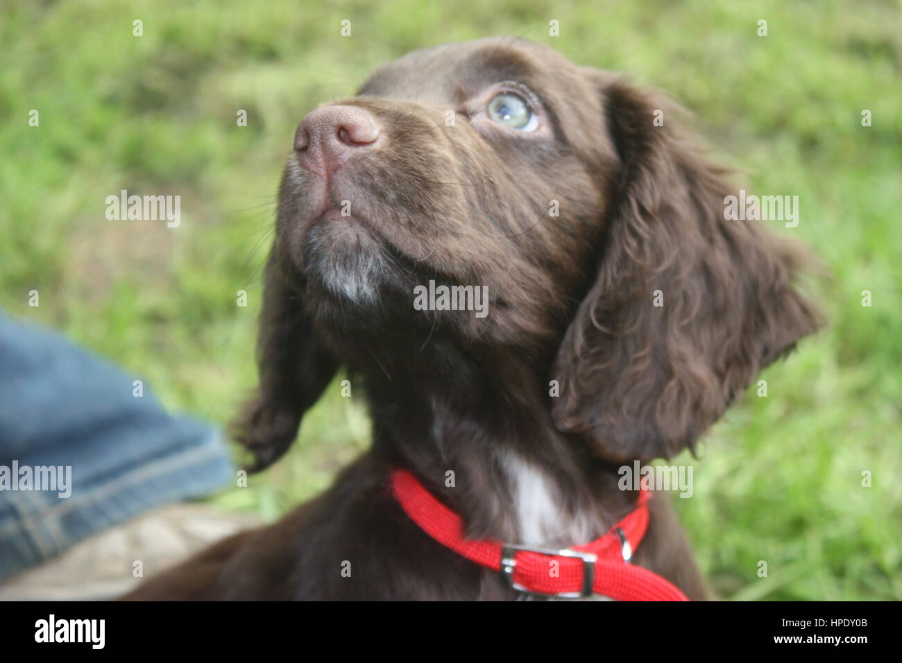 Chocolate Cocker Spaniel With Green Eyes