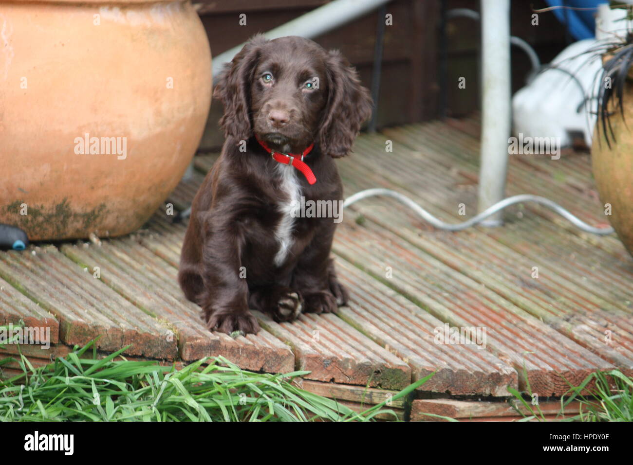 very cute brown working type cocker spaniel pet gundog puppy Stock ...