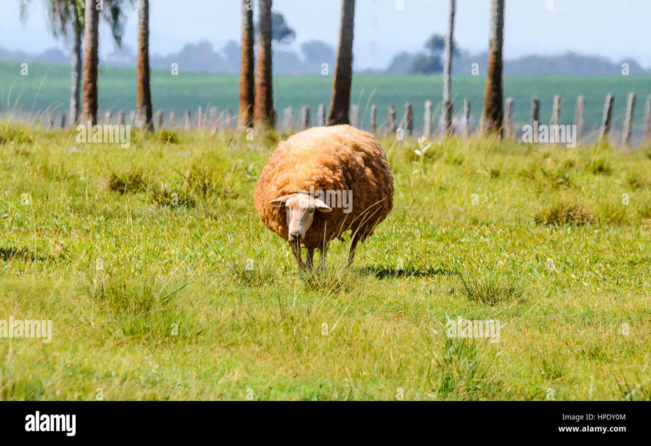 White sheep on farm pasture. Sheep, green grass and some fences and ...