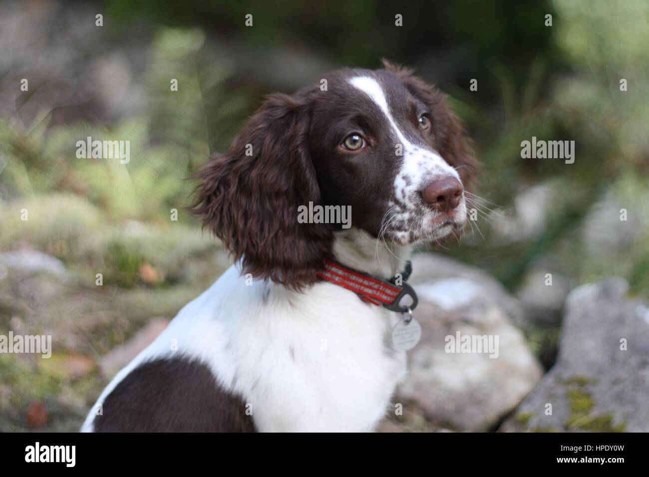 liver and white working type english springer spaniel pet gundog Stock ...