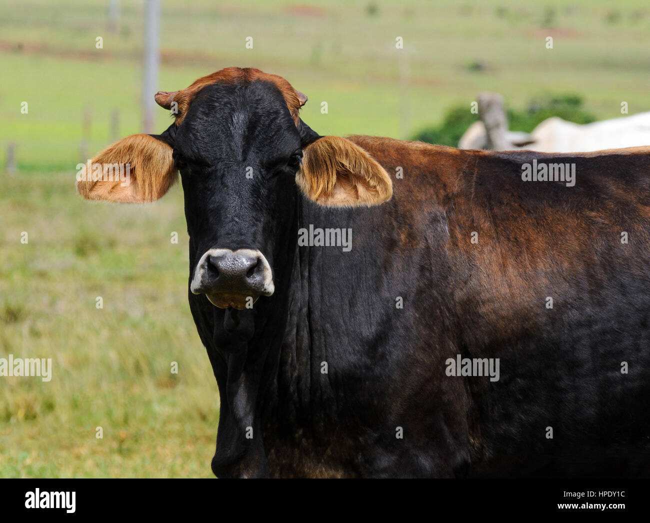 Head turned sideways hi-res stock photography and images - Alamy