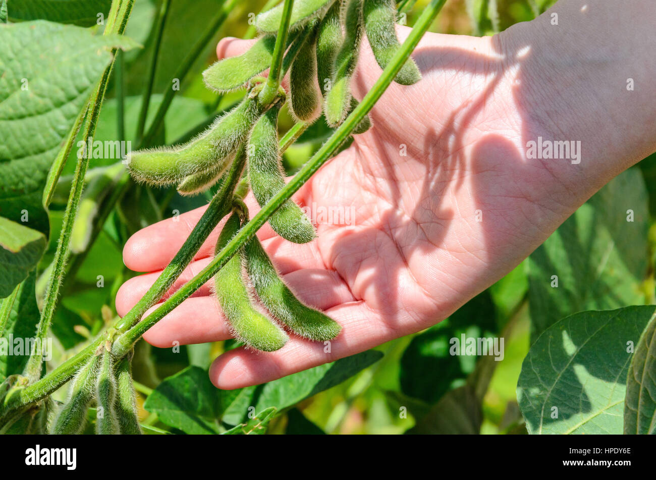 Hand holding a soybean branch in planting. Grain still green. Soybeans ...
