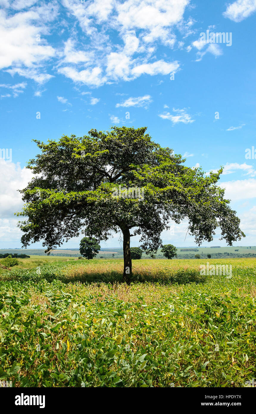 Rural background: Beautiful landscape with a tree in the middle amid ...
