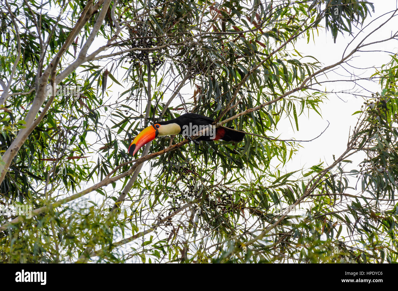 Wild Tucano bird on a tree branch. Black bird with white neck, blue ...