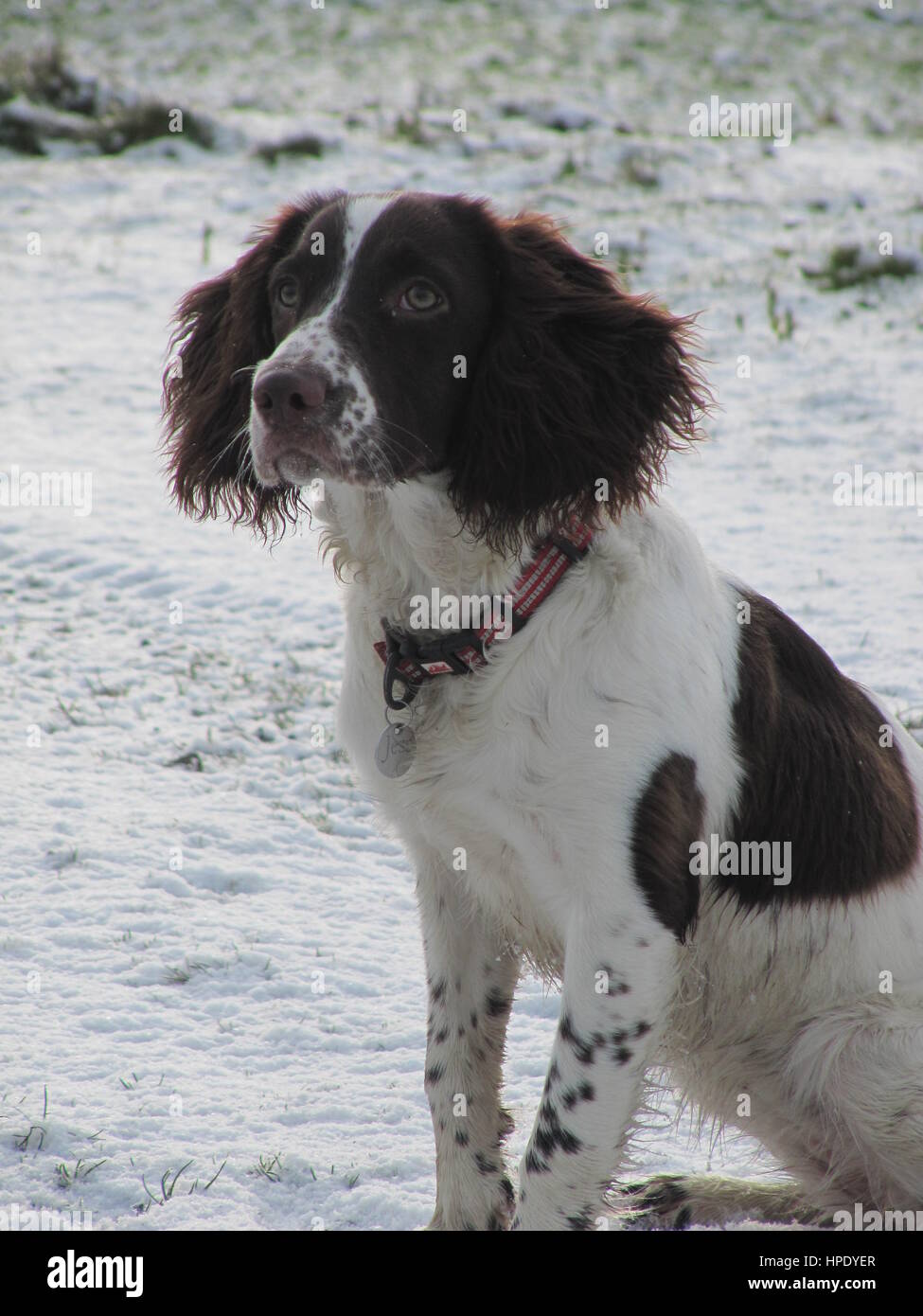 liver and white working type english springer spaniel pet gundog Stock ...