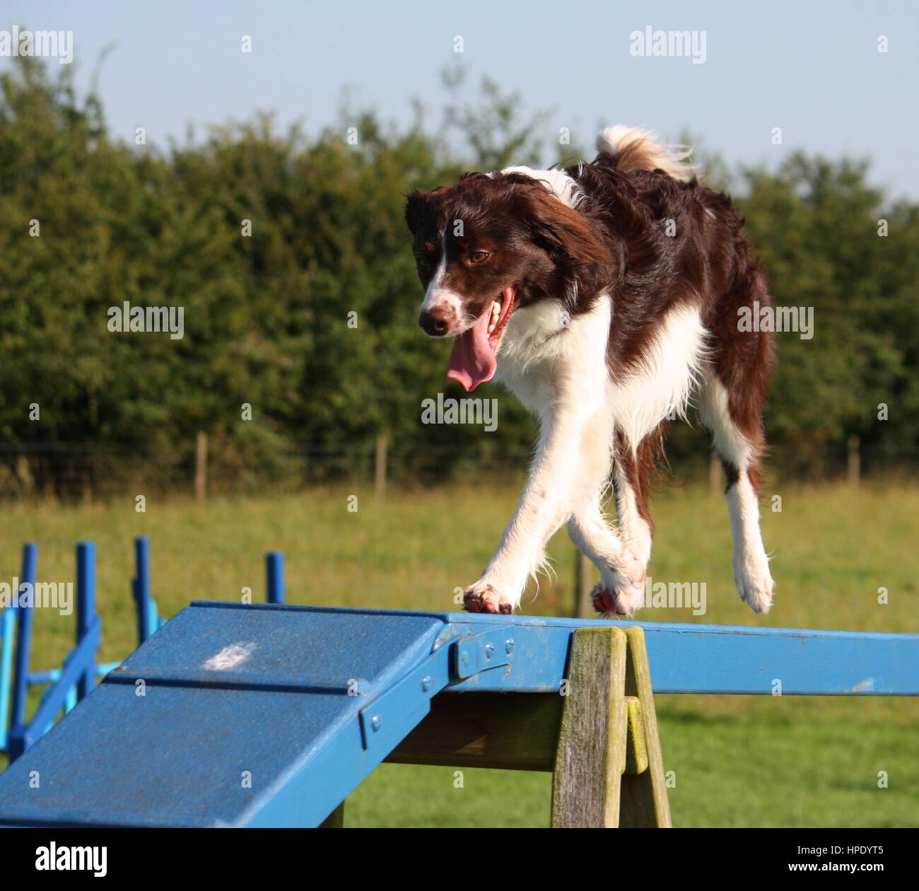 cute red and white spaniel collie cross pet working dog doing agility ...