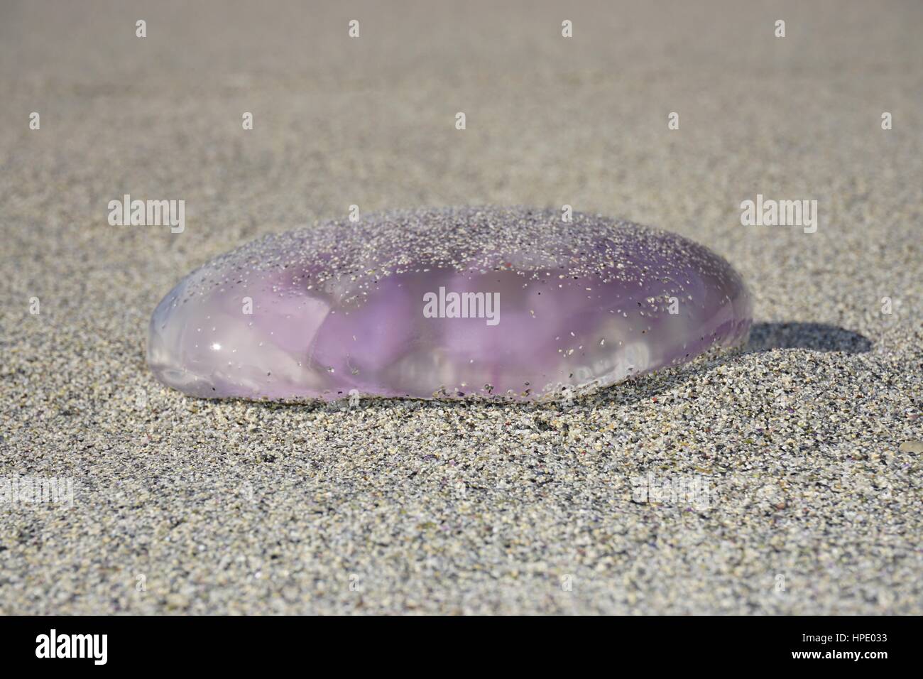 Purple jellyfish on a sand beach in the Lofoten Islands, Norway Stock ...