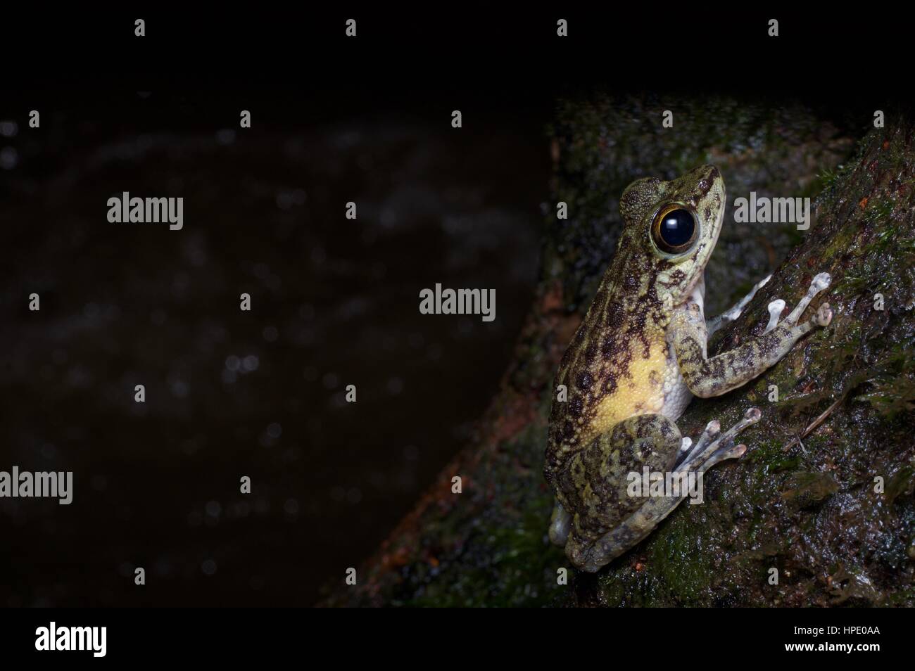 A Torrent Frog (Amolops larutensis) on a boulder in the rainforest at ...