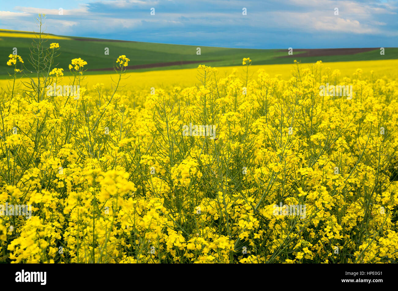 Field of flowering canola Stock Photo - Alamy
