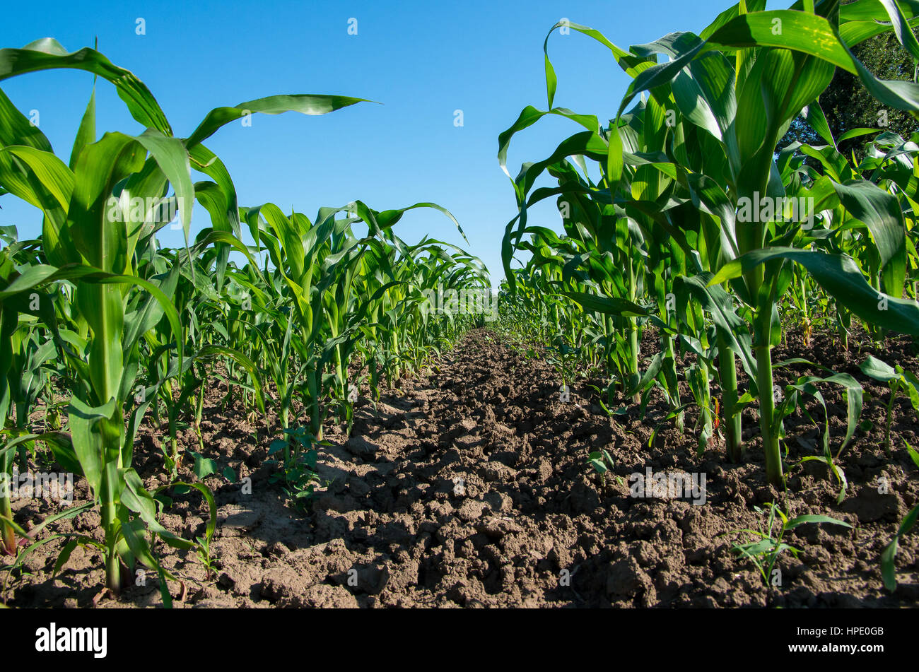 Plowed treated hi-res stock photography and images - Alamy