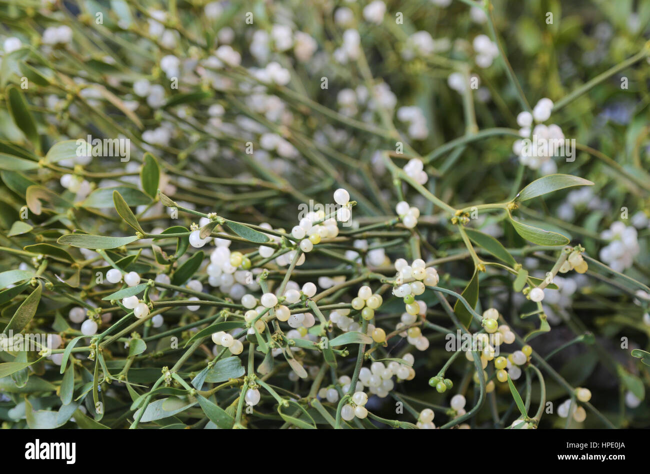 background of white berries of the mistletoe plant Stock Photo - Alamy
