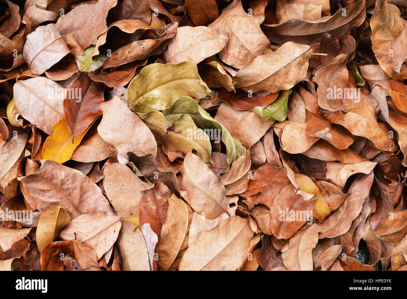 Background - Dry Leaves Stock Photo - Alamy