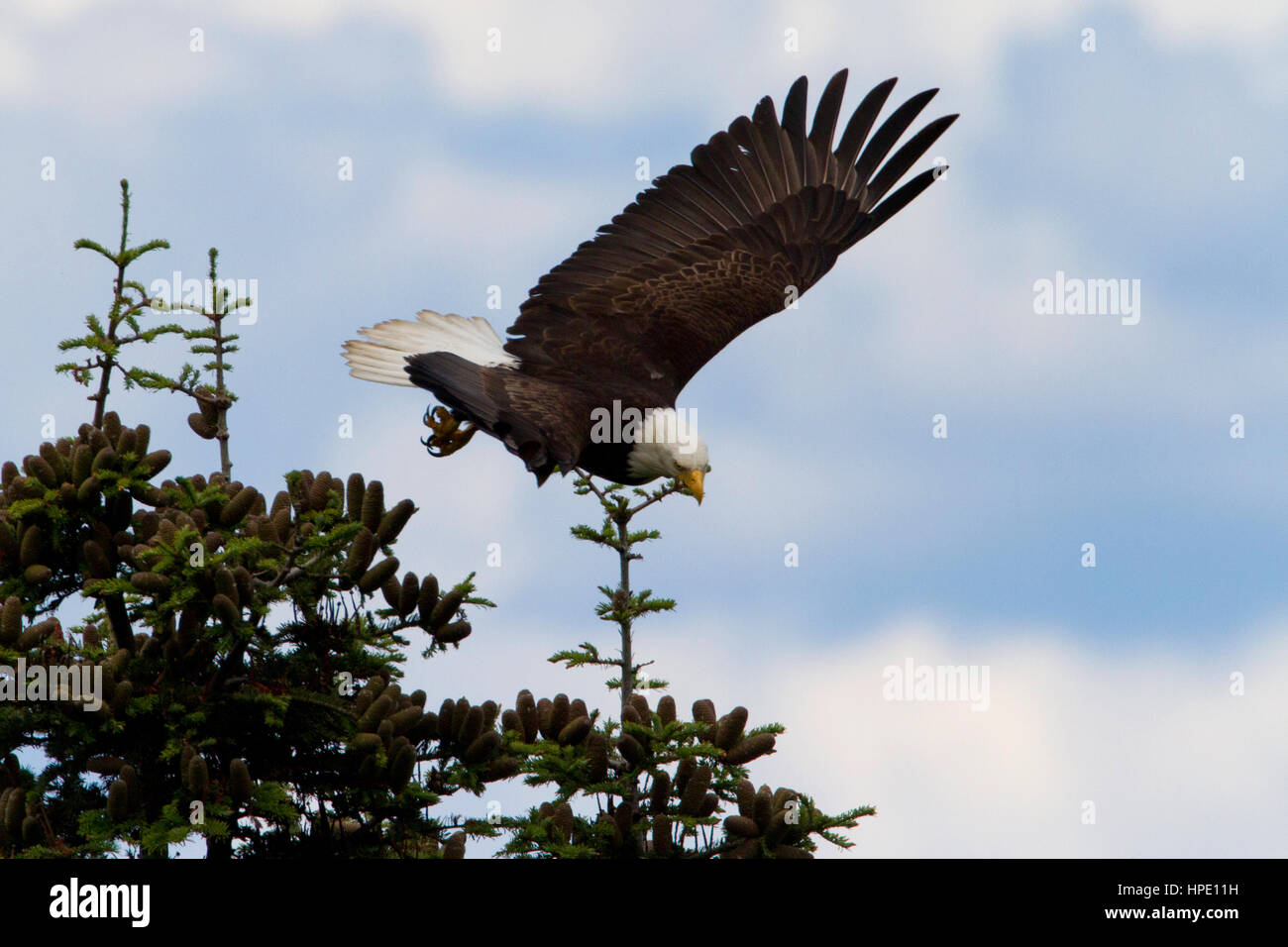 Bald eagle flying from tree hi-res stock photography and images - Alamy