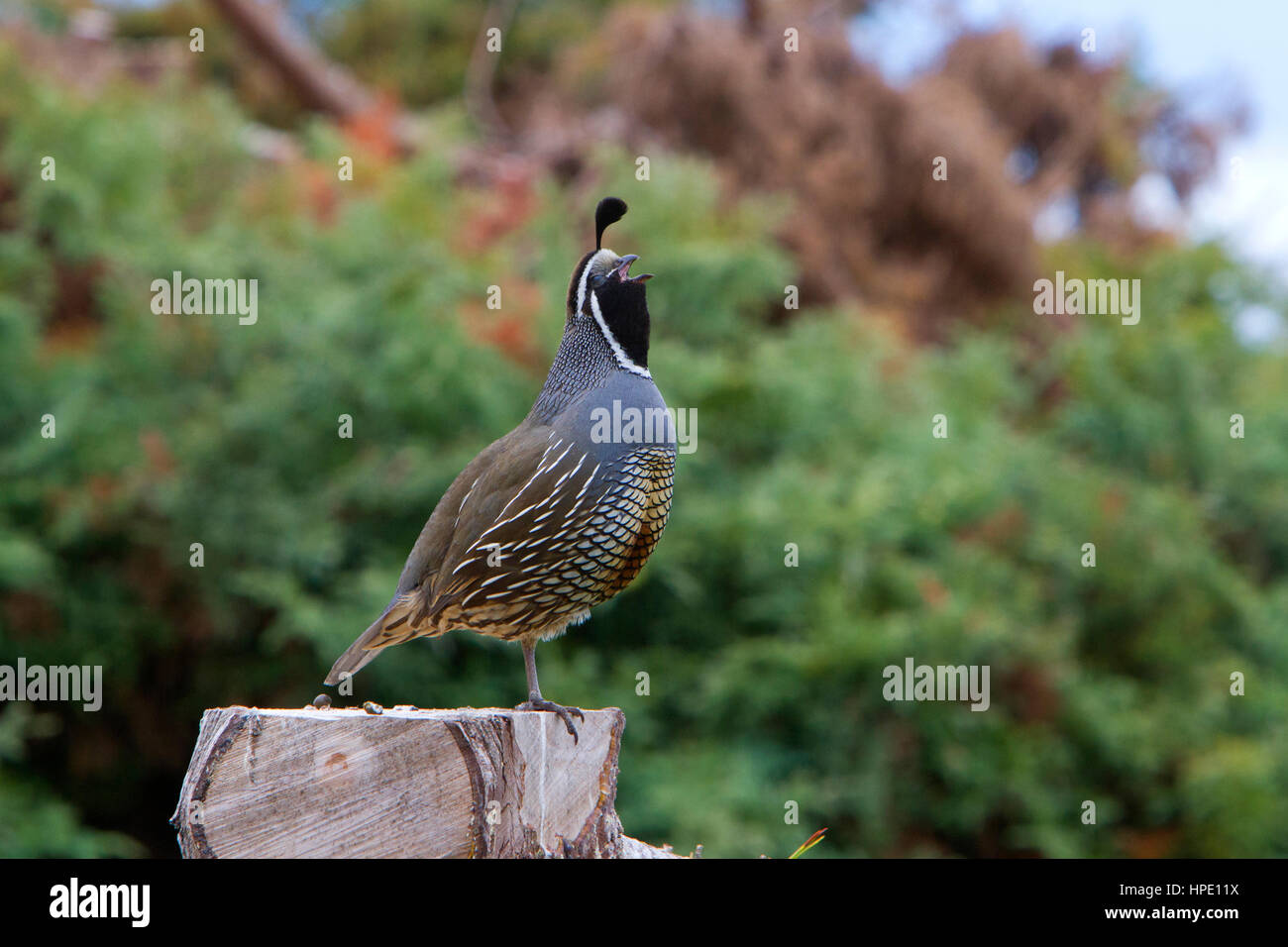 Callipepla californica valley quail hi-res stock photography and images ...