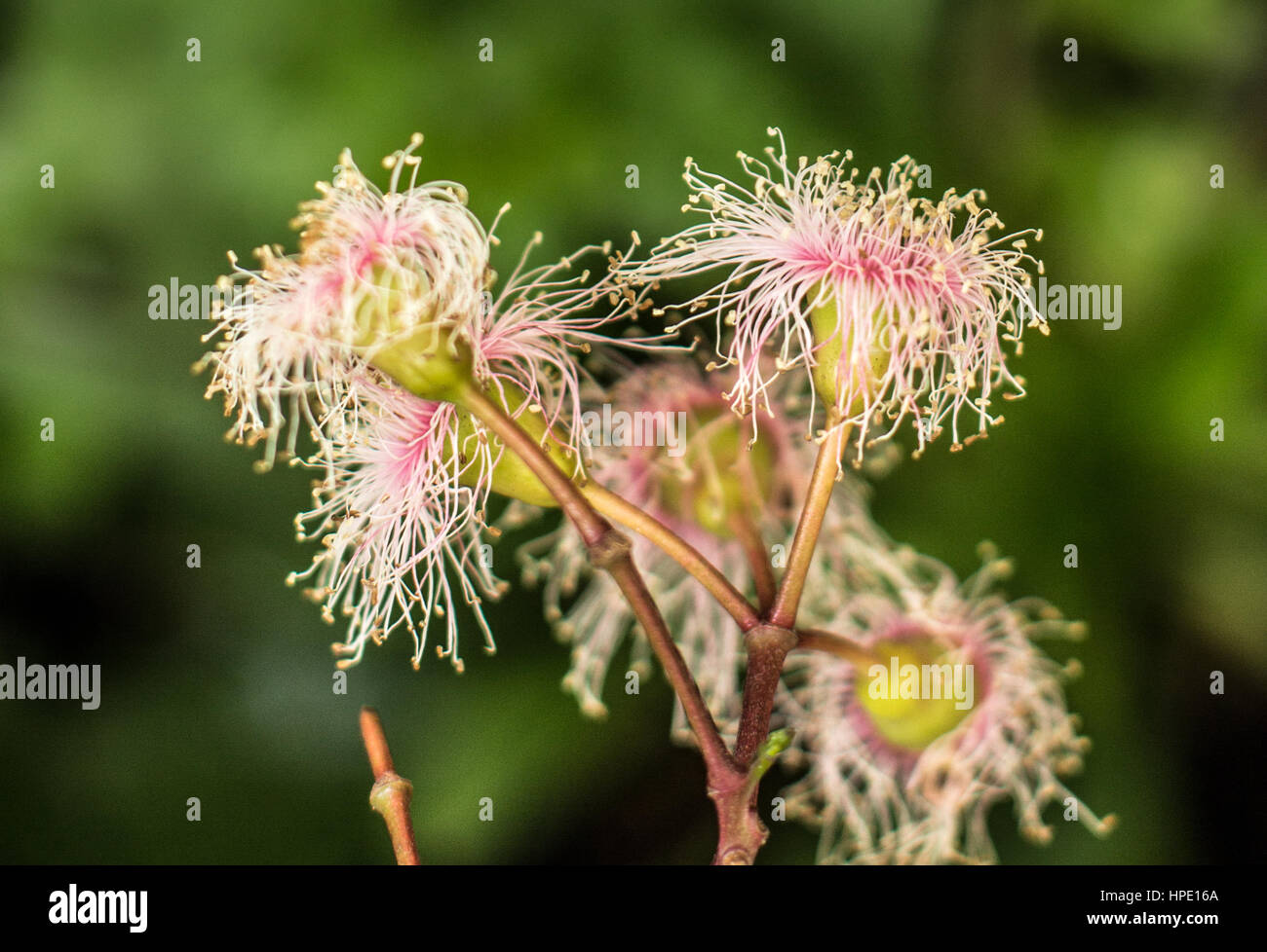 Pomarrosa hi-res stock photography and images - Alamy