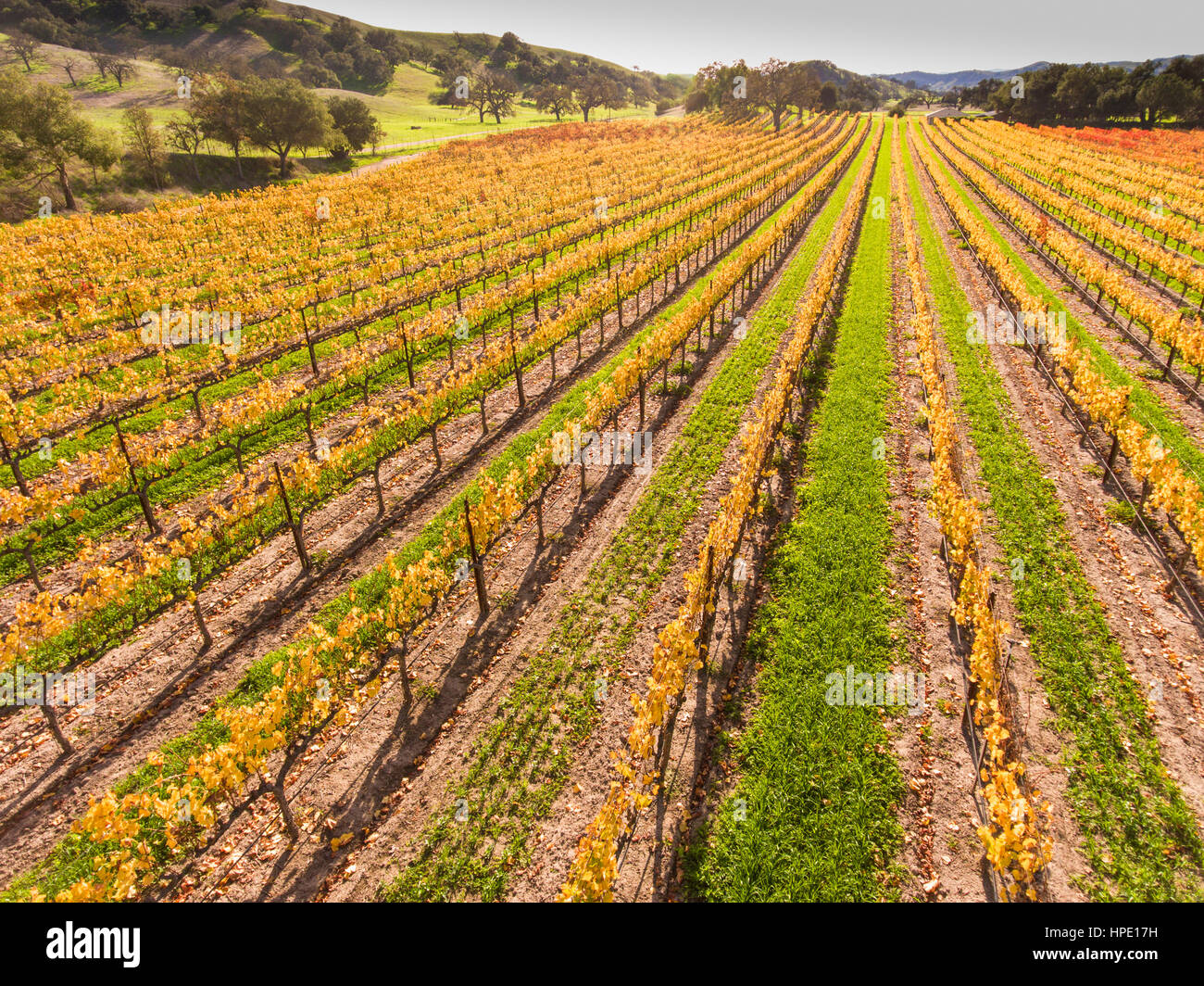 vineyard in fall colors, Santa Ynez Valley, California Stock Photo - Alamy