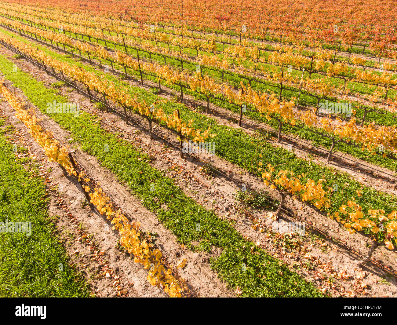 Vineyard in fall colors hi-res stock photography and images - Alamy