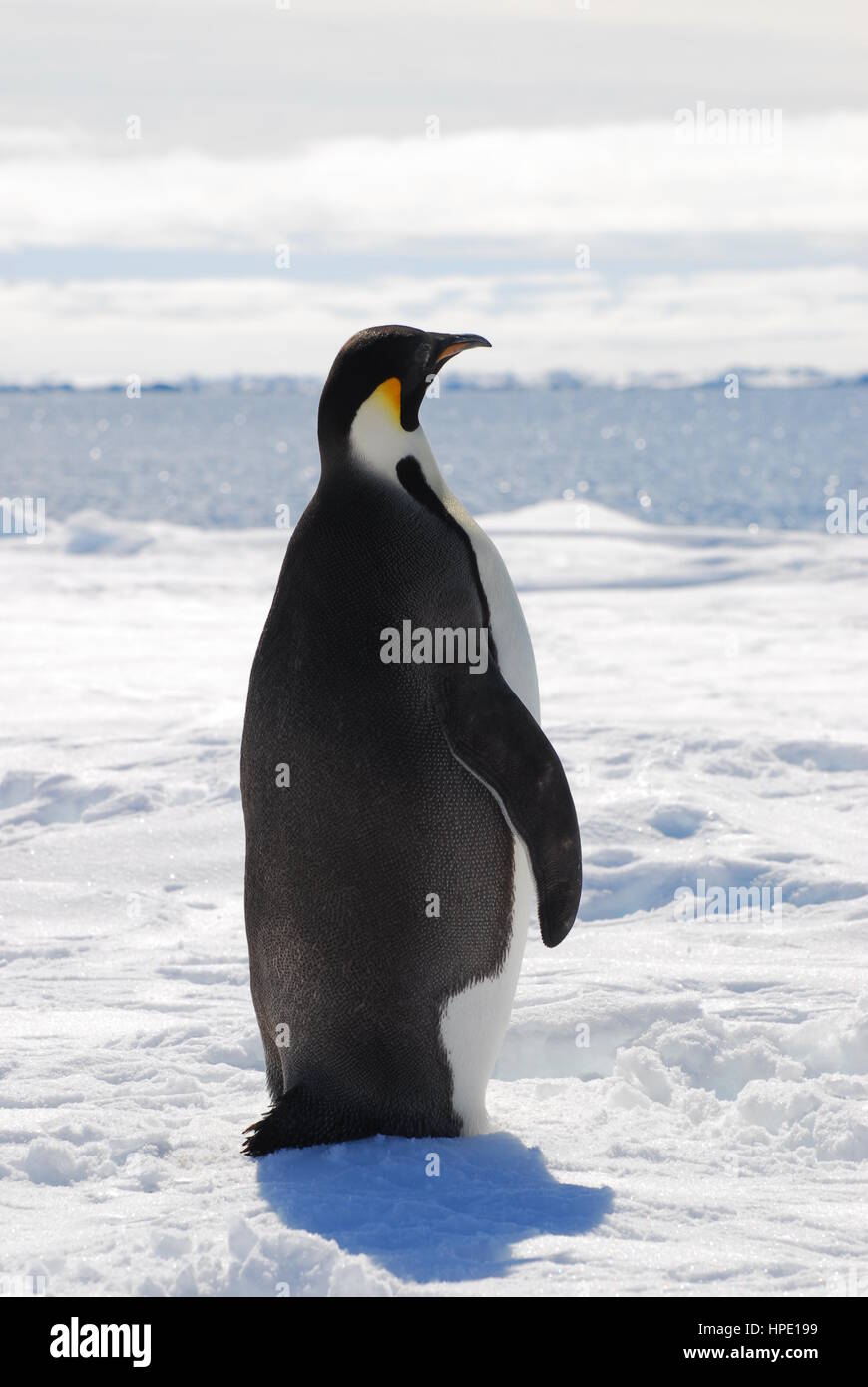 Emperor penguin on sea ice, Antarctica Stock Photo - Alamy