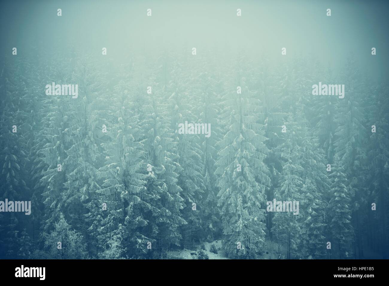 Frozen Forest Landscape Covered by Fog. Nature Photo Background. Winter ...