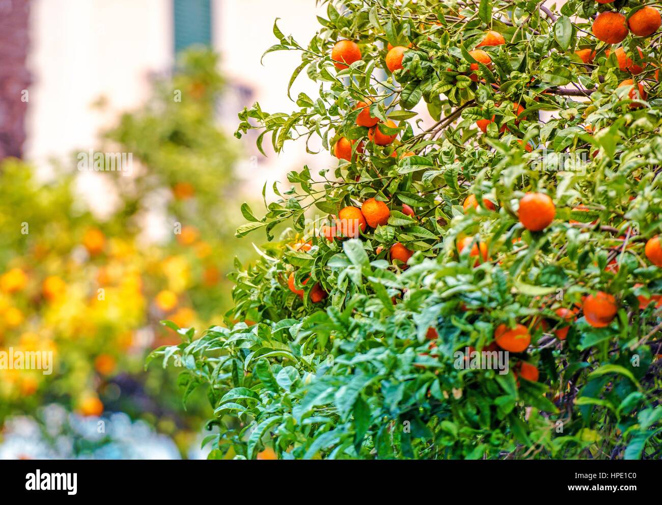Mandarin tree full fruits hi-res stock photography and images - Alamy