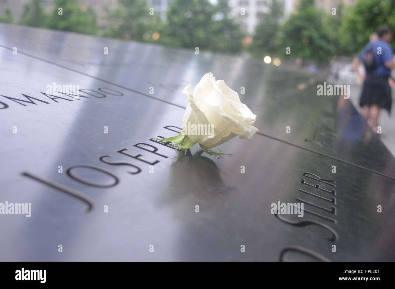 White rose memorial hi-res stock photography and images - Alamy