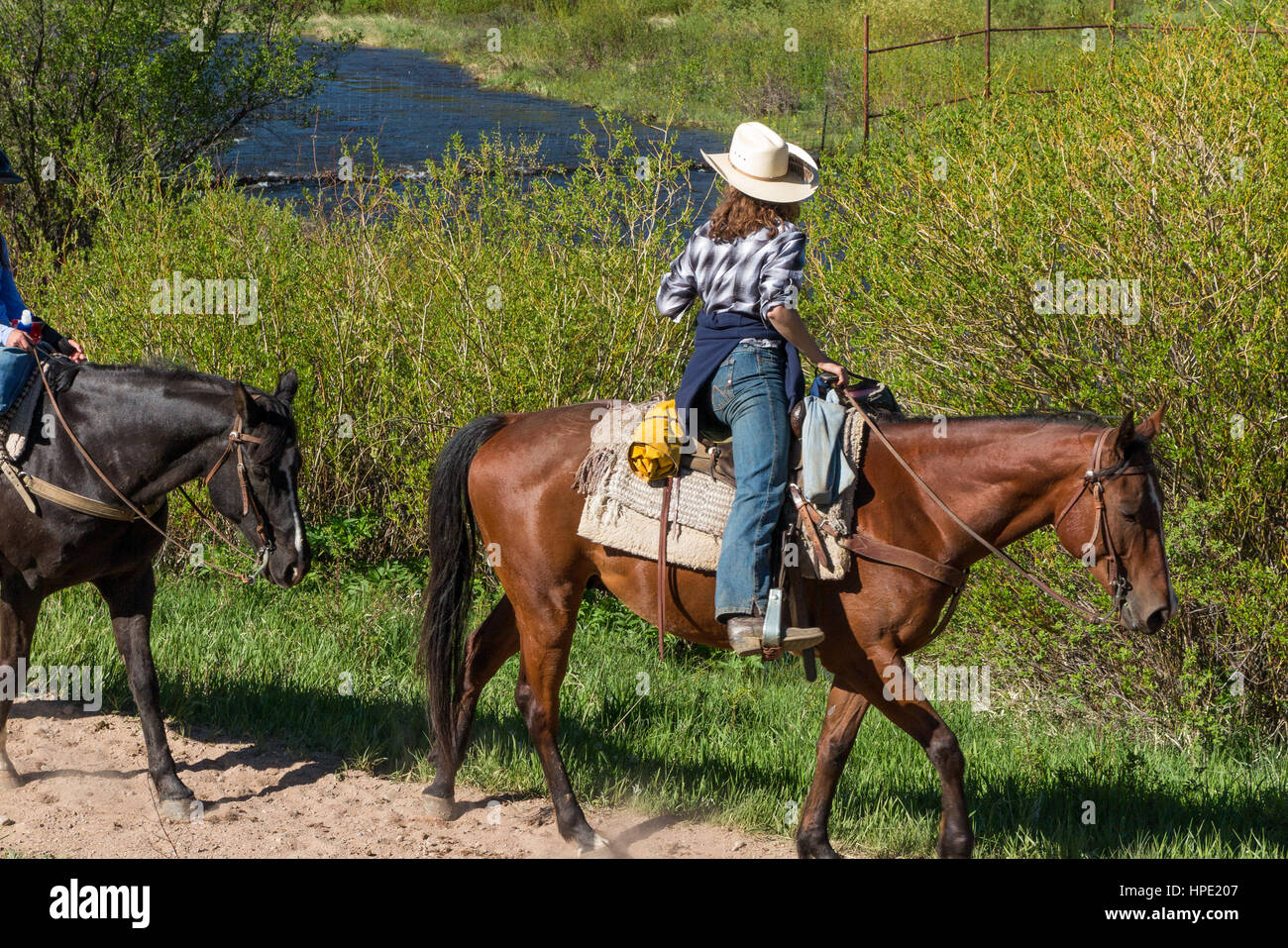Riding horses through the trees hi-res stock photography and images - Alamy