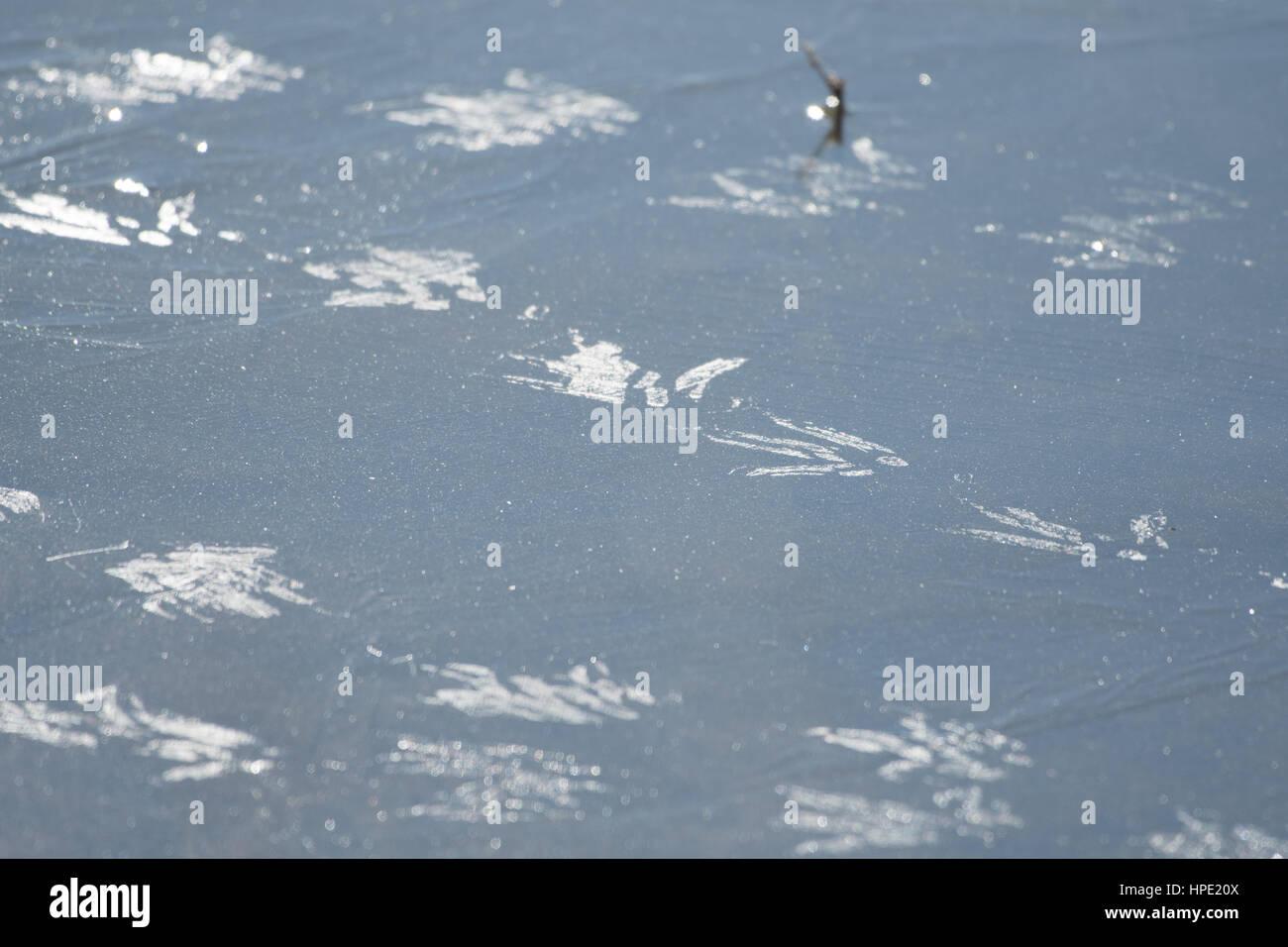 American Coot footprints on ice, Bosque del Apache National Wildlife ...