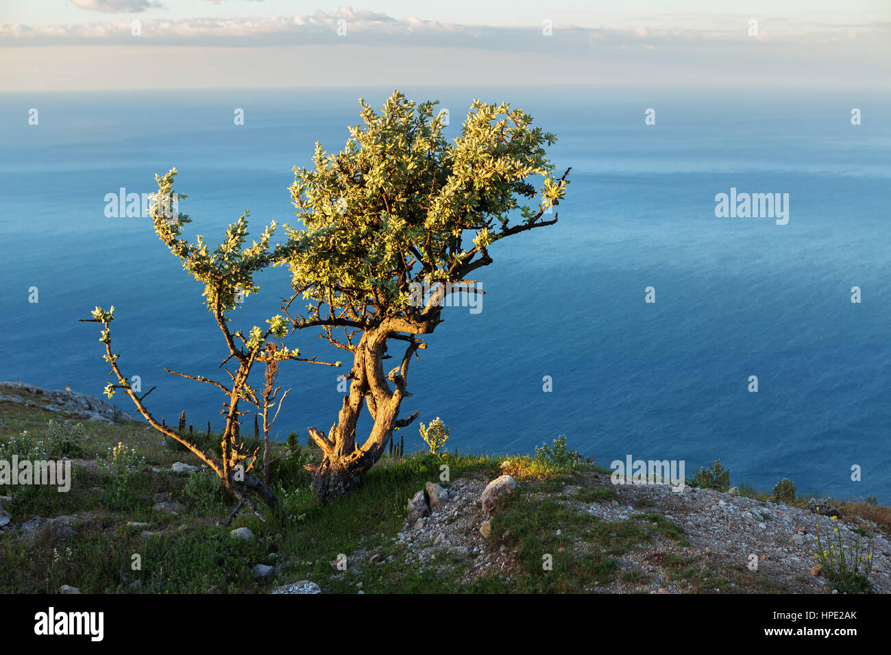 Kaya tree hi-res stock photography and images - Alamy