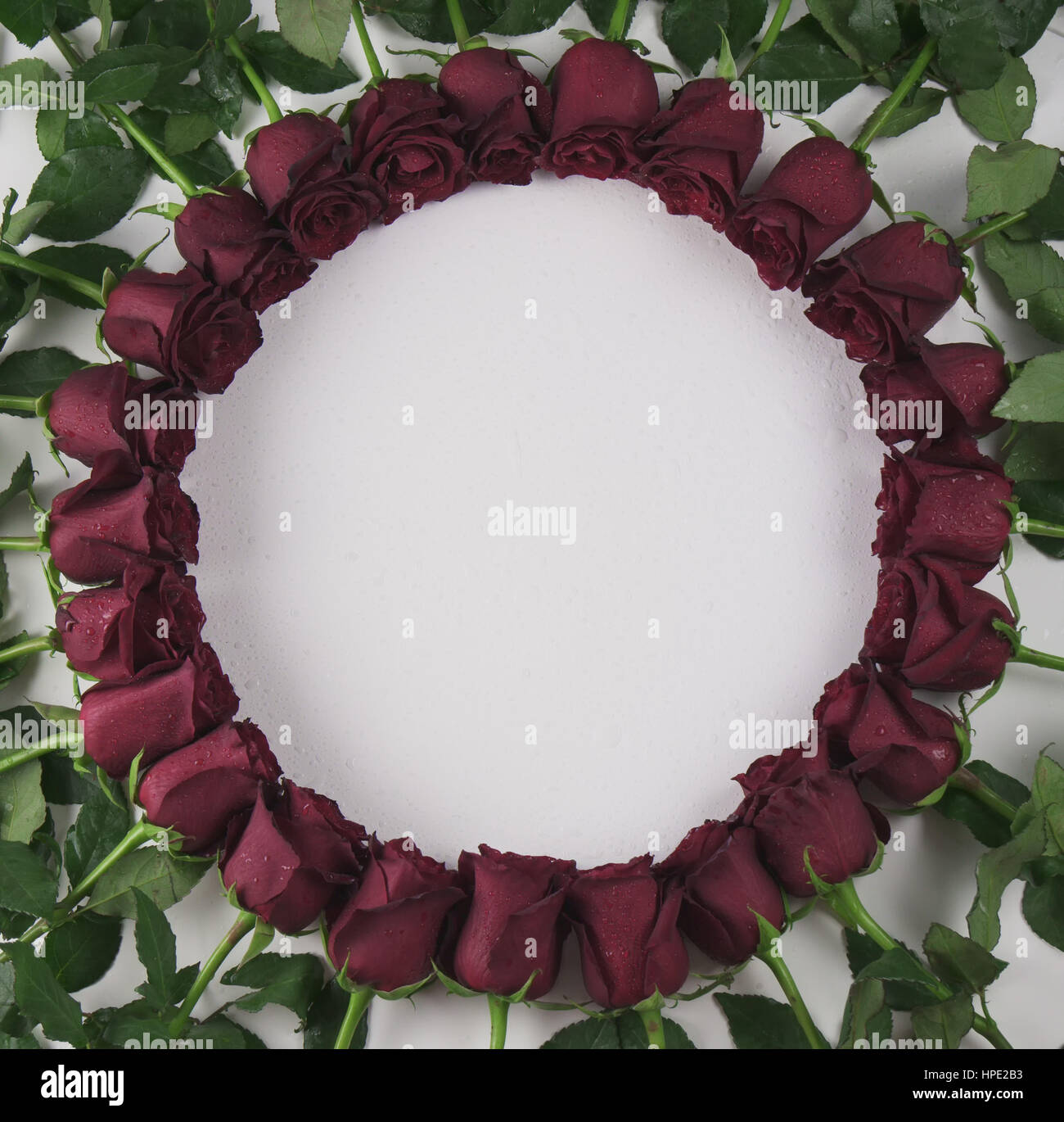 Round frame of red roses with water droplets on a white background ...