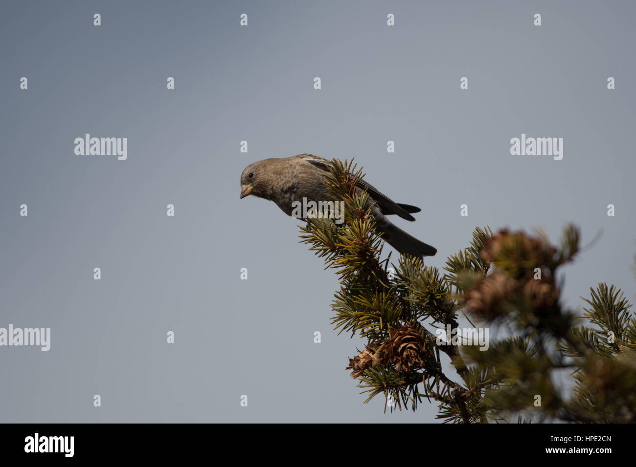 Brown-capped Rosy-finch, Sandia Crest, New Mexico, USA Stock Photo - Alamy