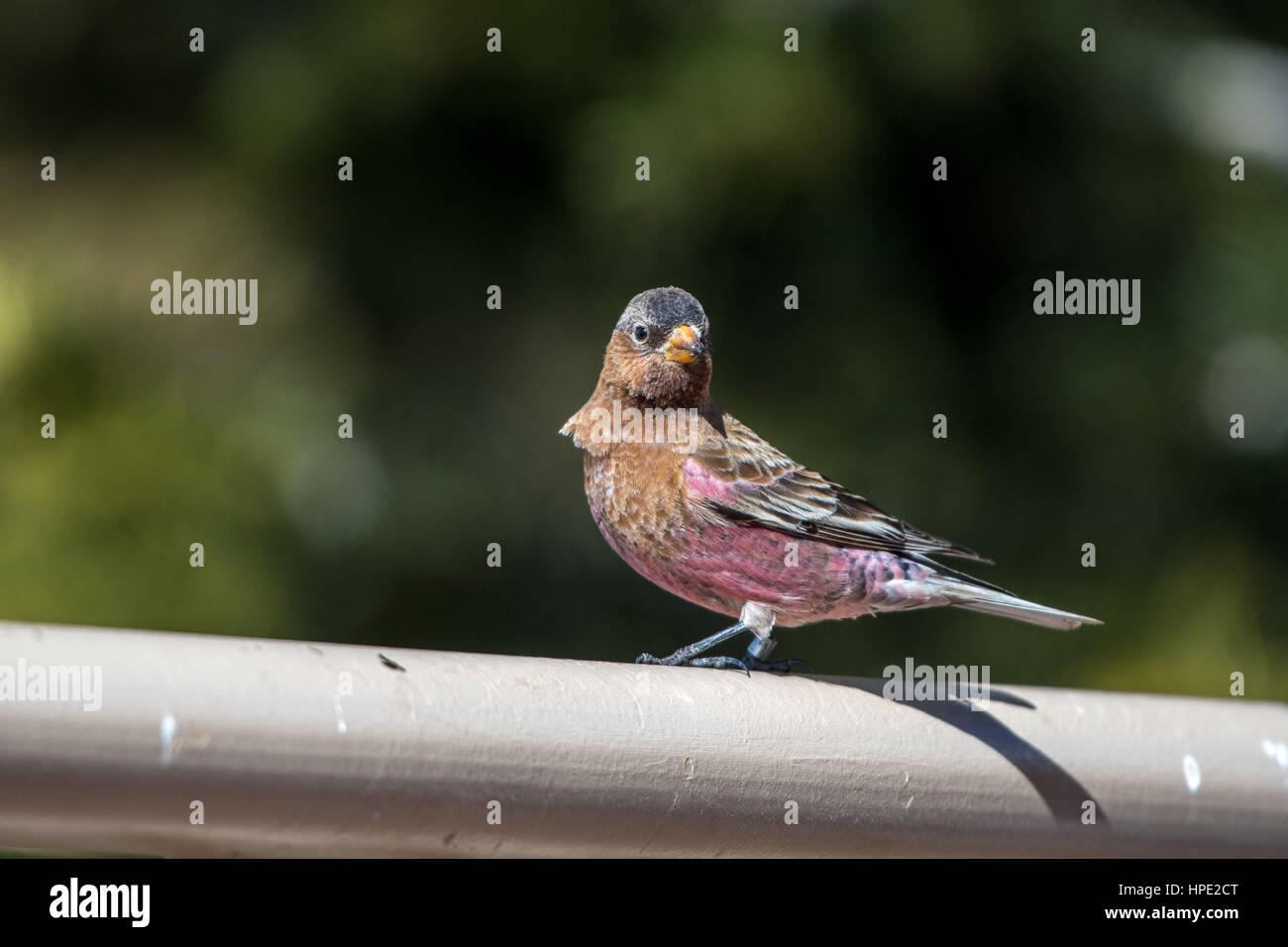 Brown-capped Rosy-finch, Sandia Crest, New Mexico, USA Stock Photo - Alamy