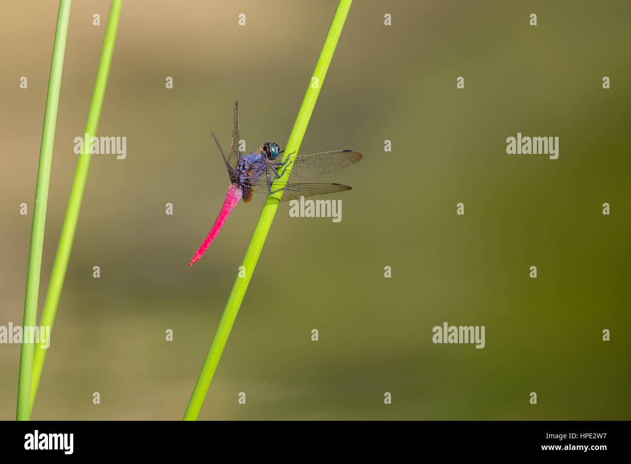 Portrait of dragonfly - Common Red Skimmer(male Stock Photo - Alamy