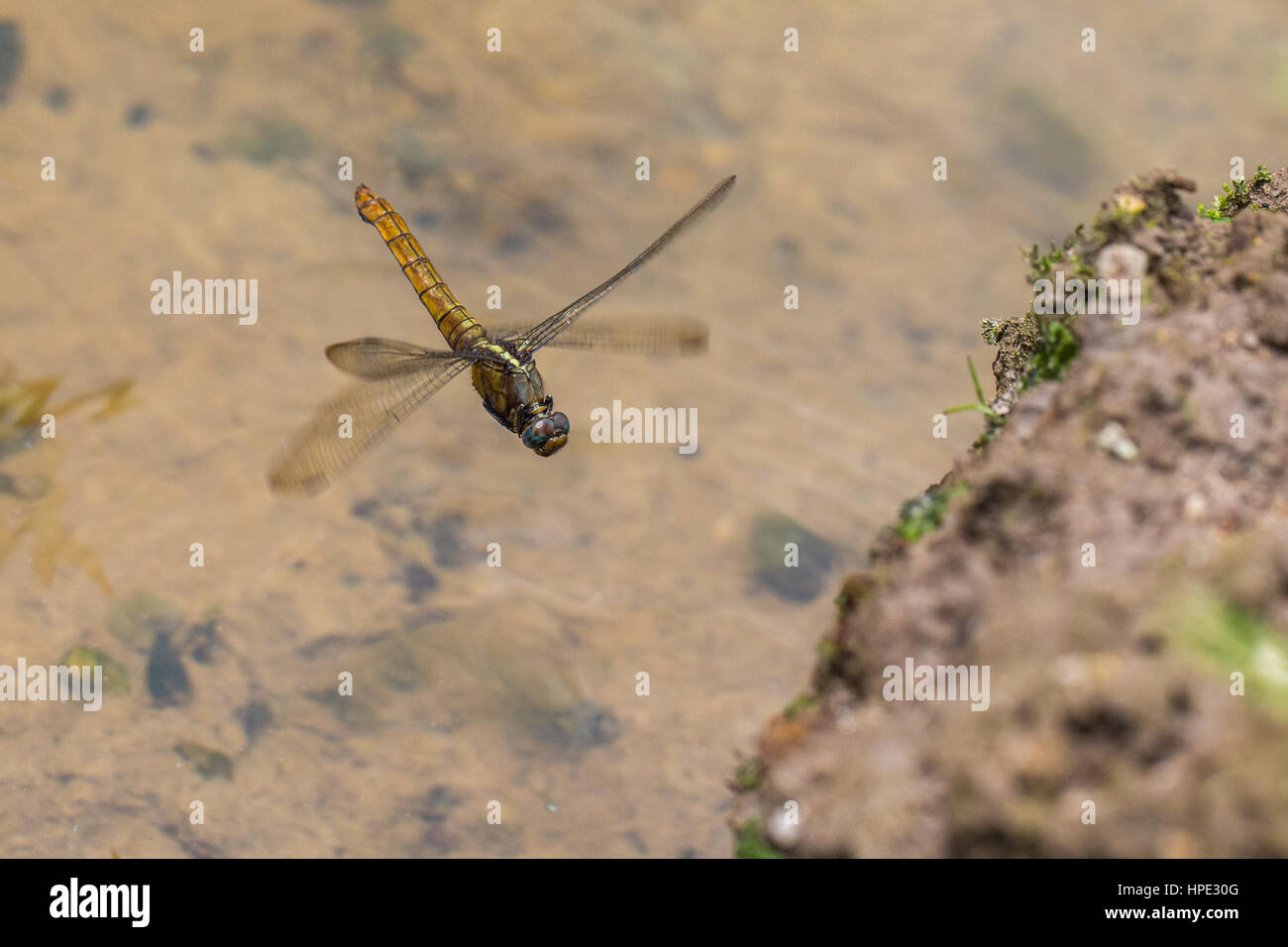 Common Red Skimmer in Flight Stock Photo - Alamy