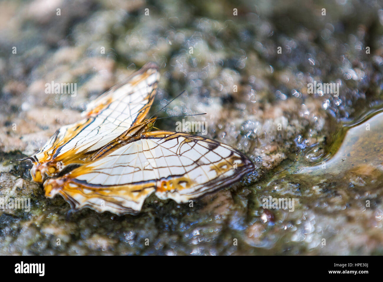 Common mapwing butterfly hi-res stock photography and images - Alamy