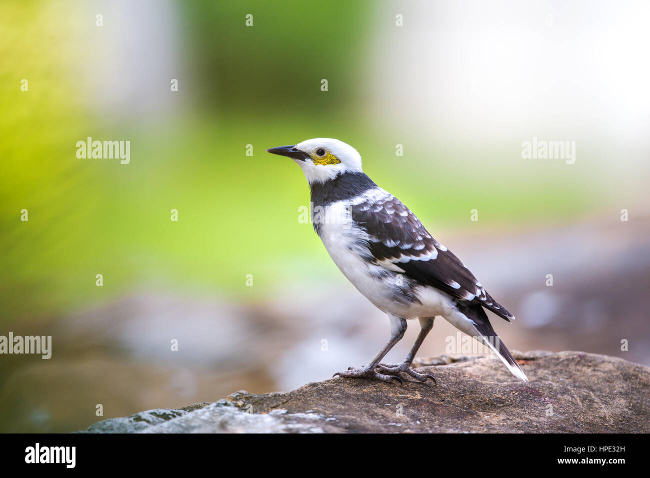 Black-collared Starling perching on stone with green background Stock ...