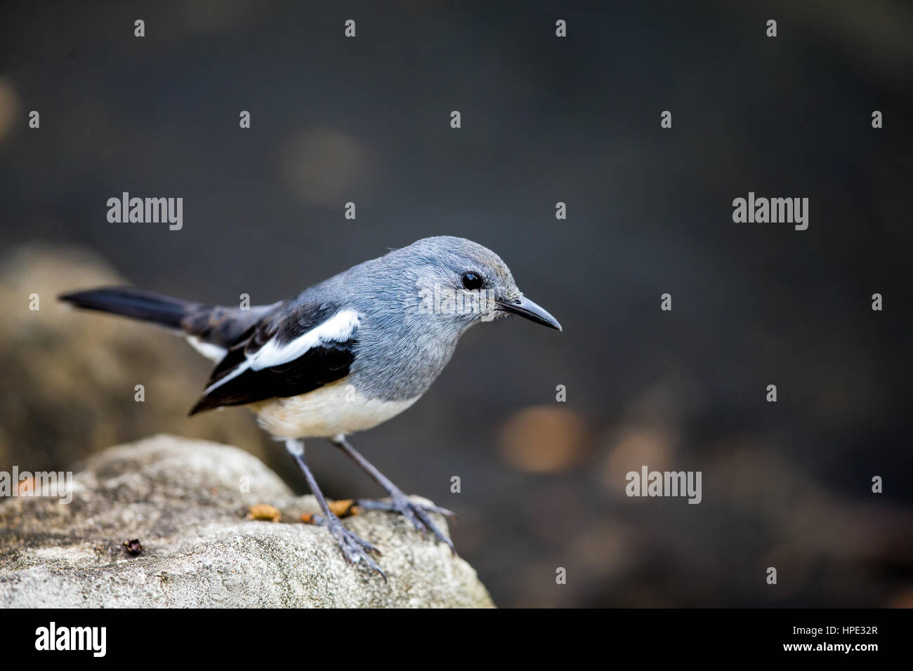 Asian magpie robin hi-res stock photography and images - Alamy
