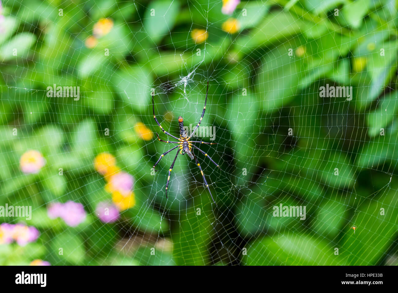 Giant Cobweb High Resolution Stock Photography and Images - Alamy