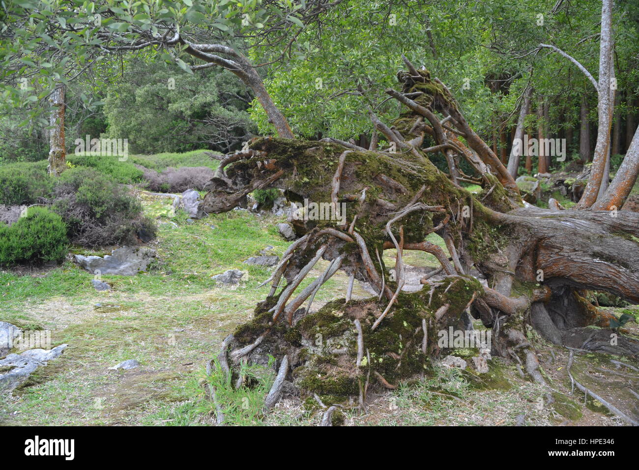 Uprooted tree on a meadow at Furnas spa, Sao Miguel island, Portugal ...