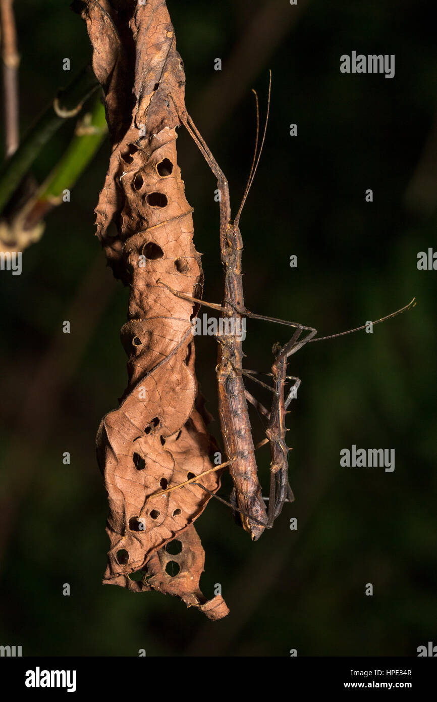 Hong Kong spiny stick insect mating on dried leaf Stock Photo - Alamy