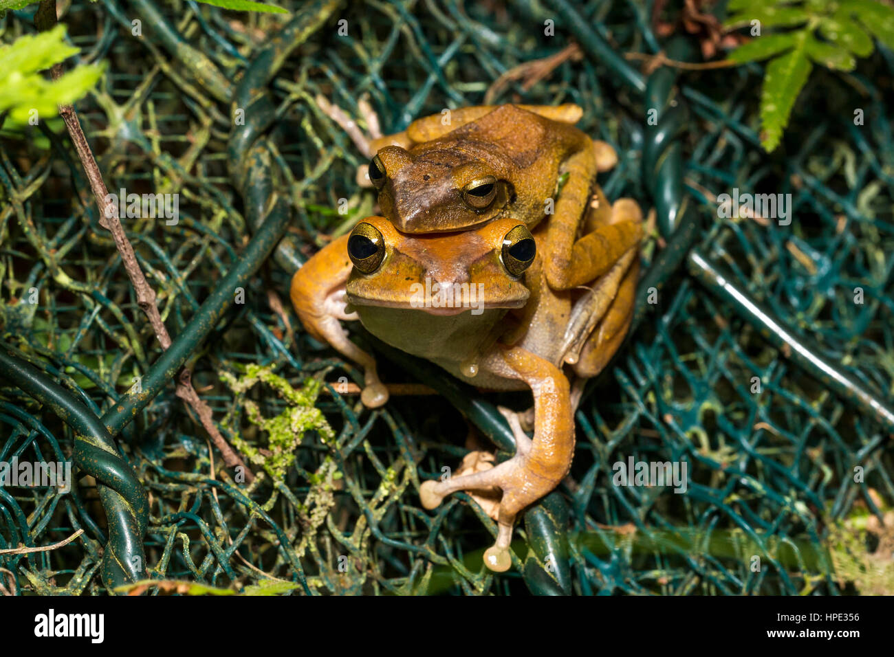 Spot the frog hi-res stock photography and images - Alamy