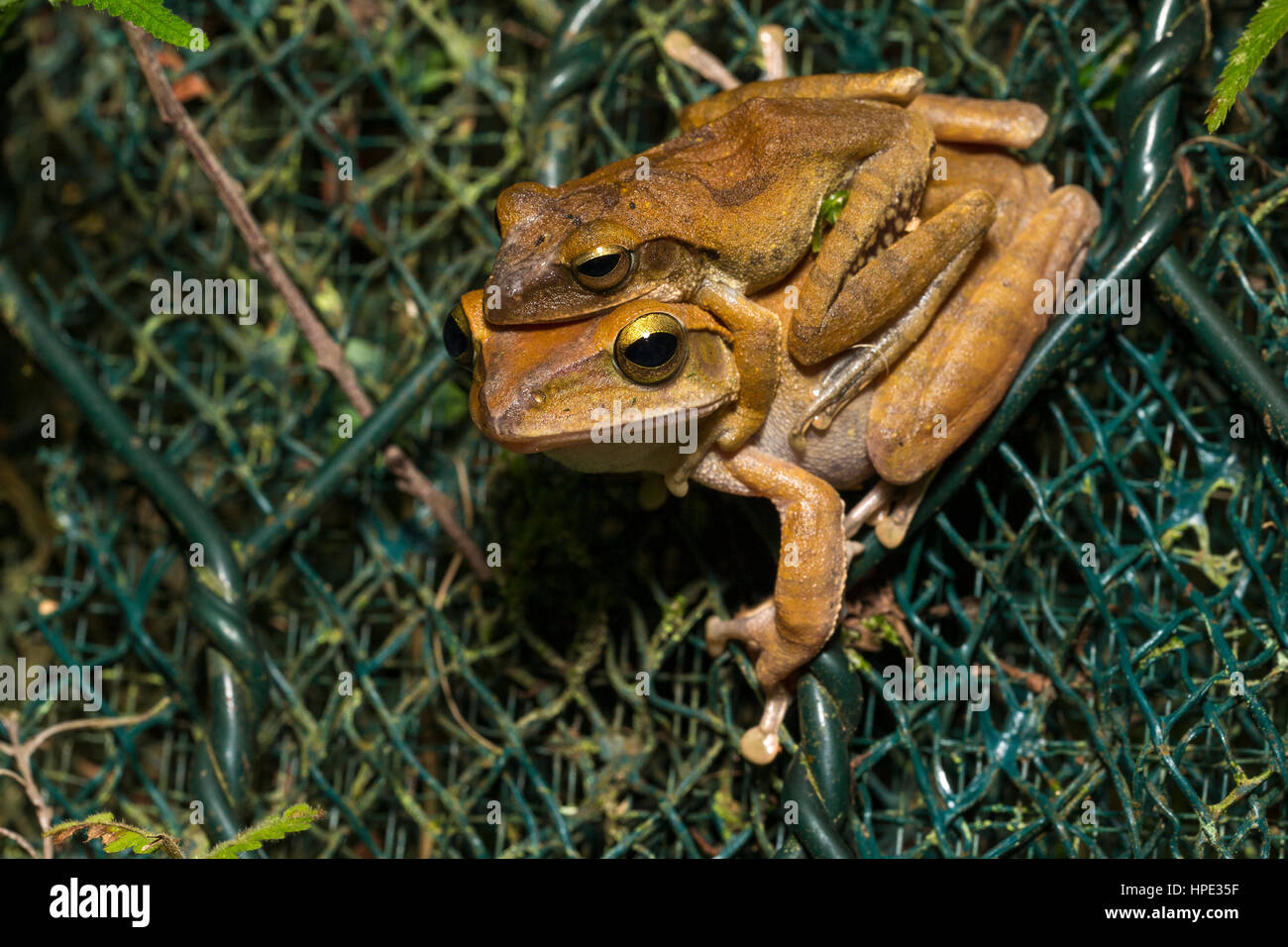 Spot-legged Tree Frog mating Stock Photo - Alamy
