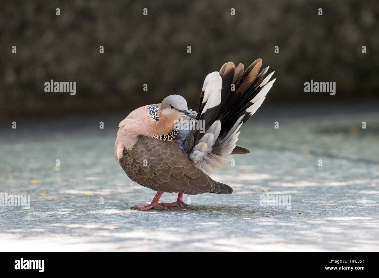Dove preen hi-res stock photography and images - Alamy