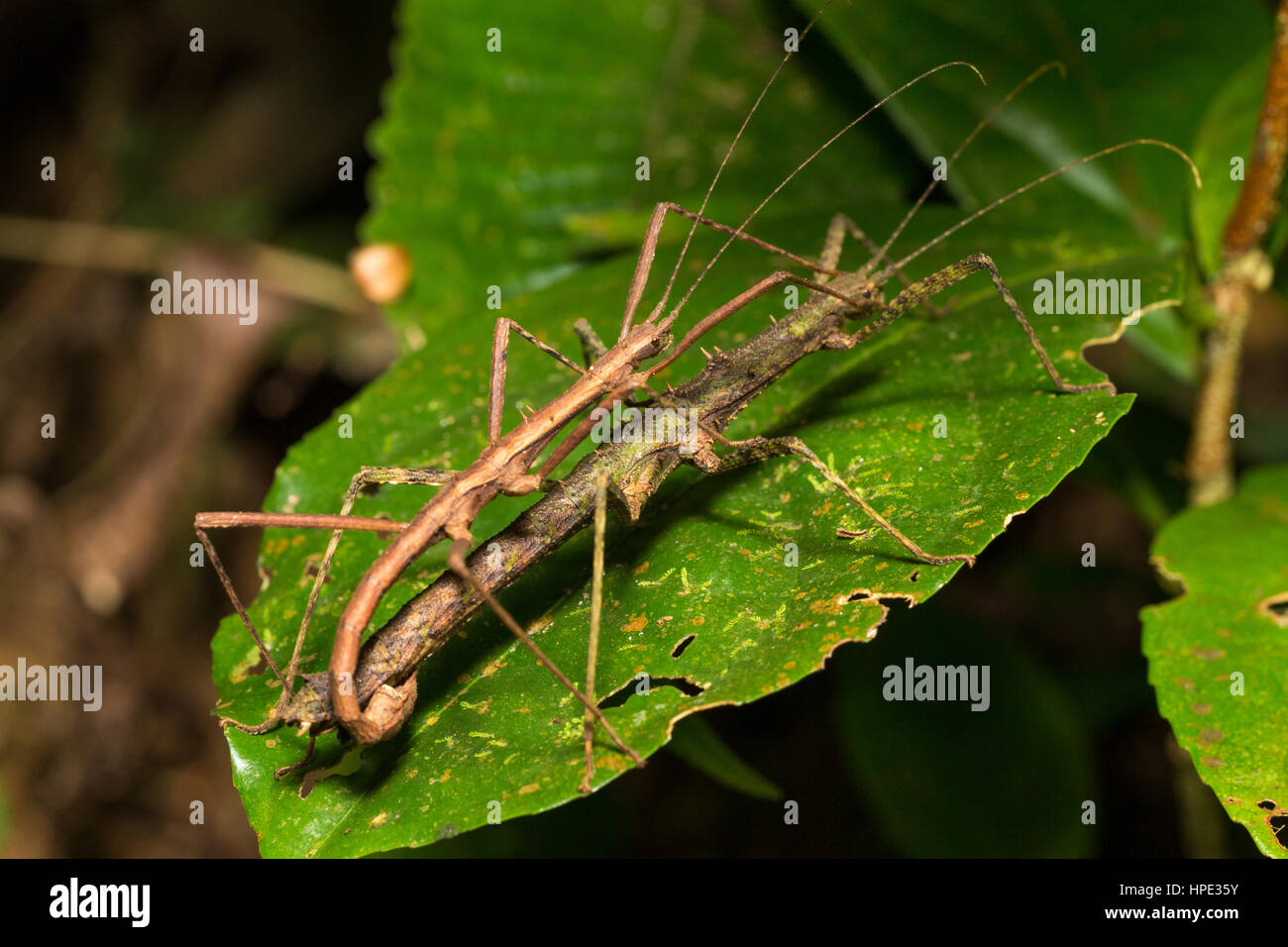 Spiny stick insect hi-res stock photography and images - Alamy