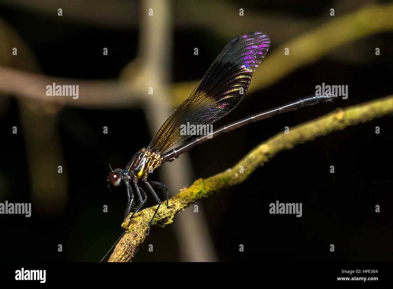 Portrait of damselfly - Black-banded Gossamerwing (Euphaea decorata ...