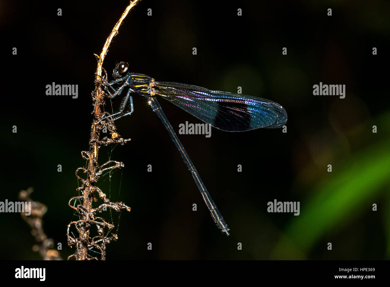 Portrait of damselfly - Black-banded Gossamerwing (Euphaea decorata ...