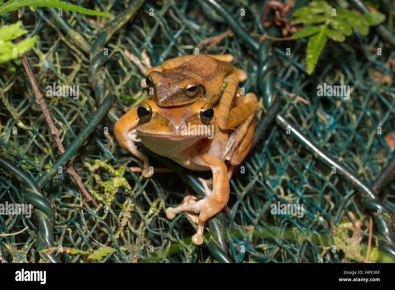 Spot-legged Tree Frog mating Stock Photo - Alamy