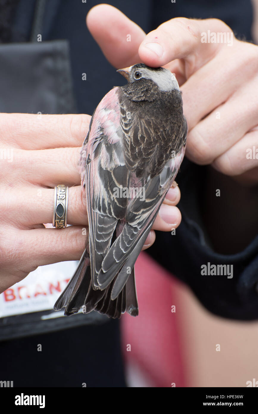 Black rosy finch leucosticte atrata hi-res stock photography and images ...